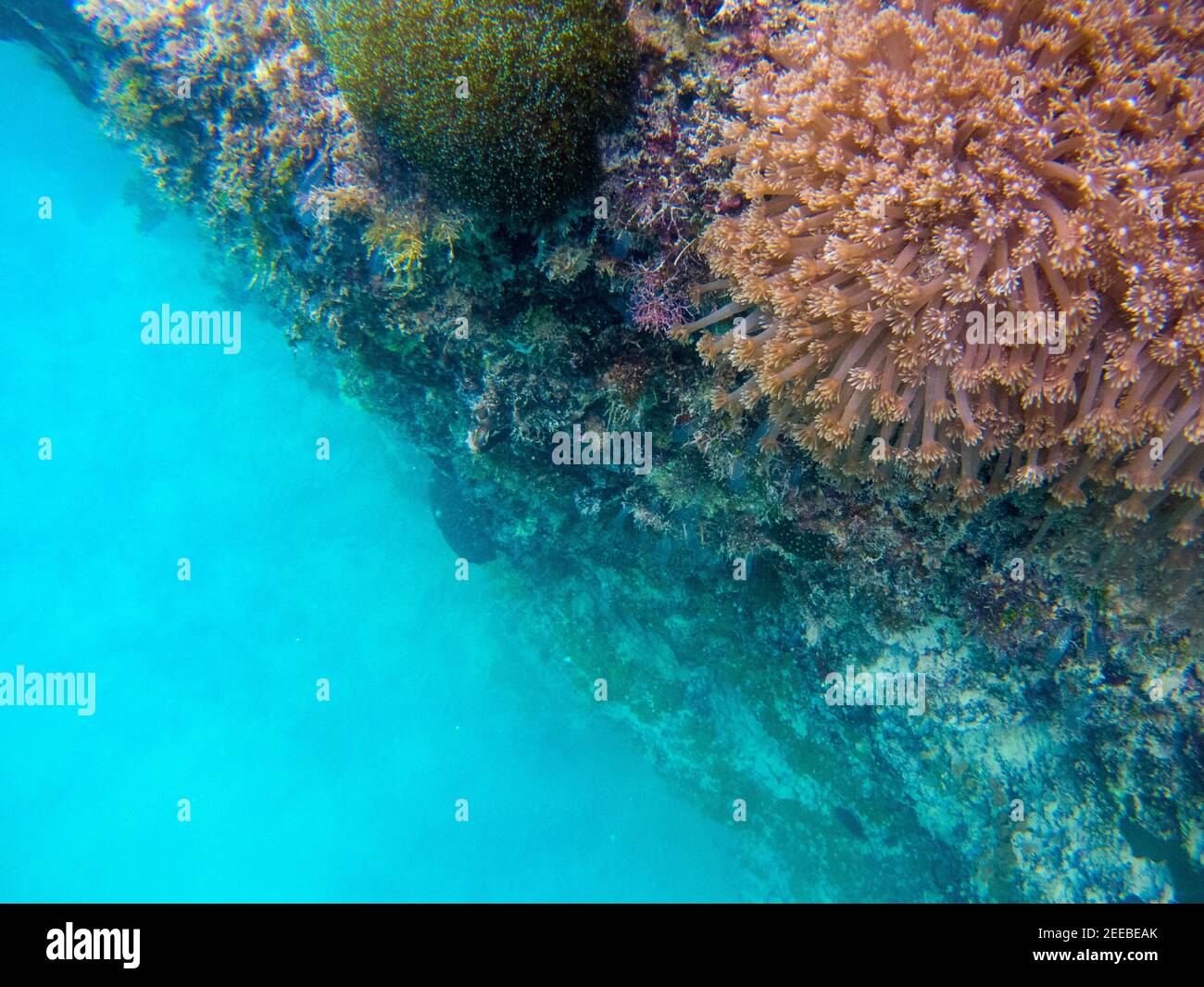 Underwater landscape with coral wall and deep blue sea water. Marine ...
