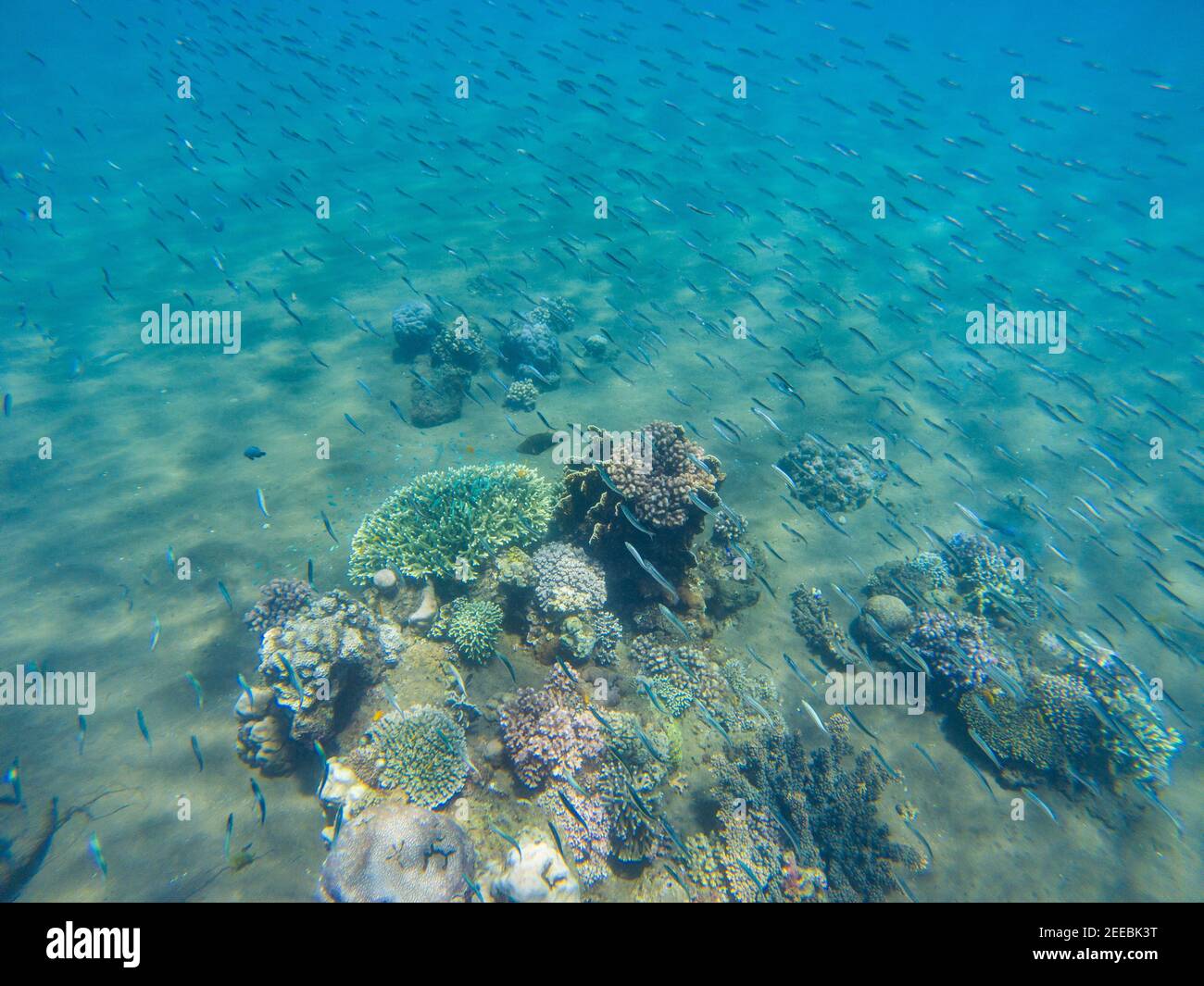 Undersea landscape with sardine fish shoal and young coral reef ...