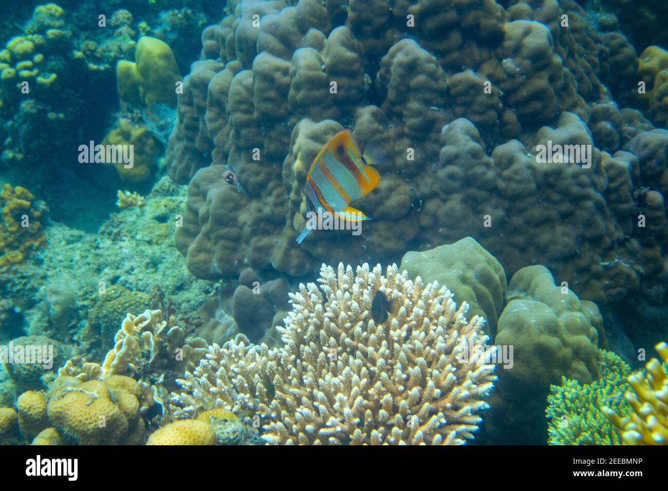 Copperband butterflyfish in coral reef underwater photo. Exotic fish in ...