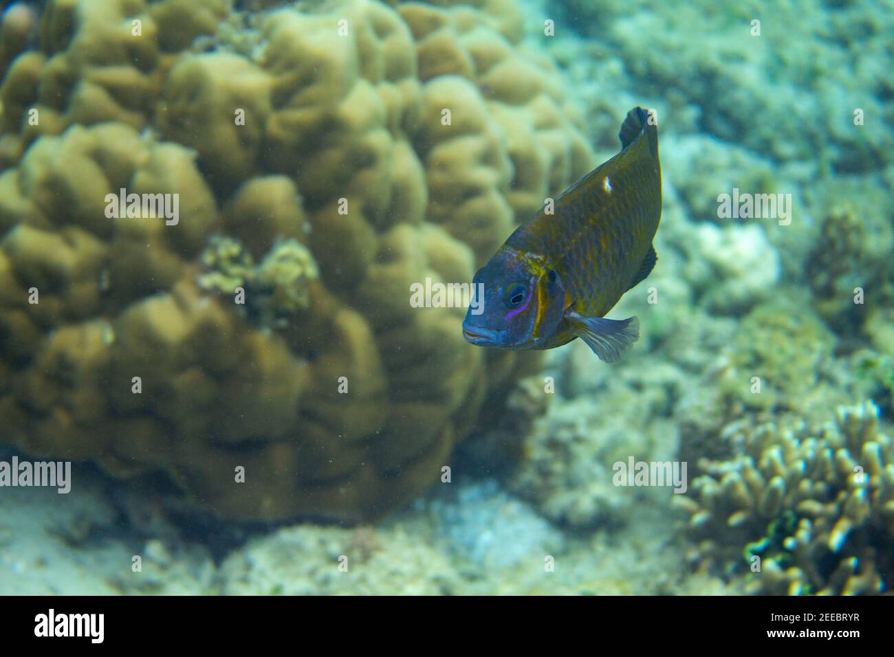 Tropical fish in coral reef underwater photo. Exotic fish in nature. Tropical seashore ...