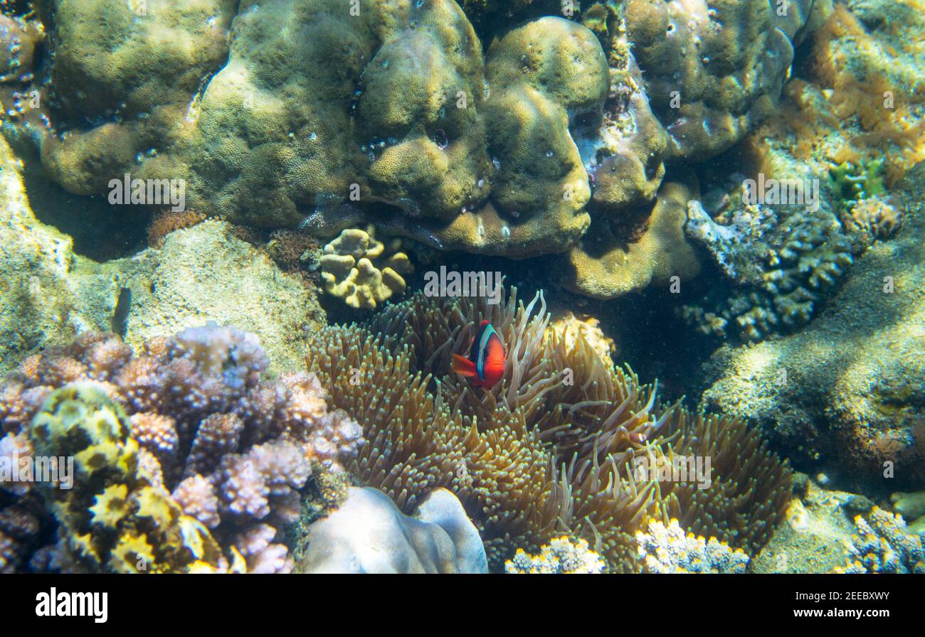 Nemo fish in corals. Coral reef underwater photo. Clownfish in anemone ...
