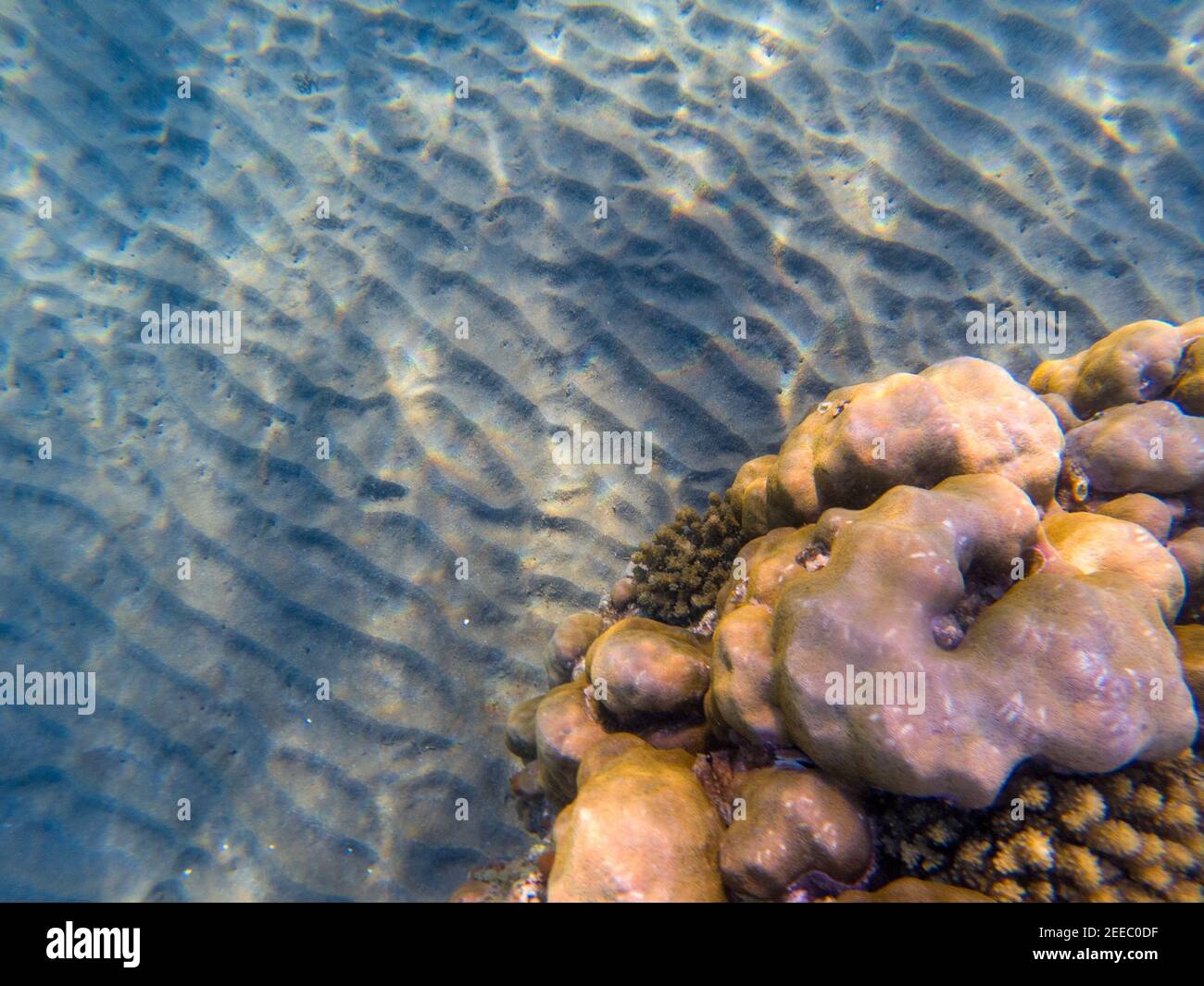 Seascape top view with sand and coral reef. Sunny underwater view of ...