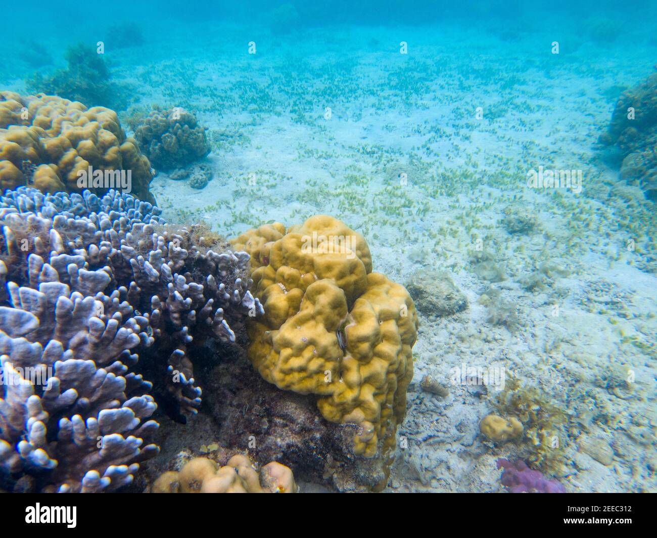Exotic seascape with yellow coral reef. Underwater view of sand sea ...