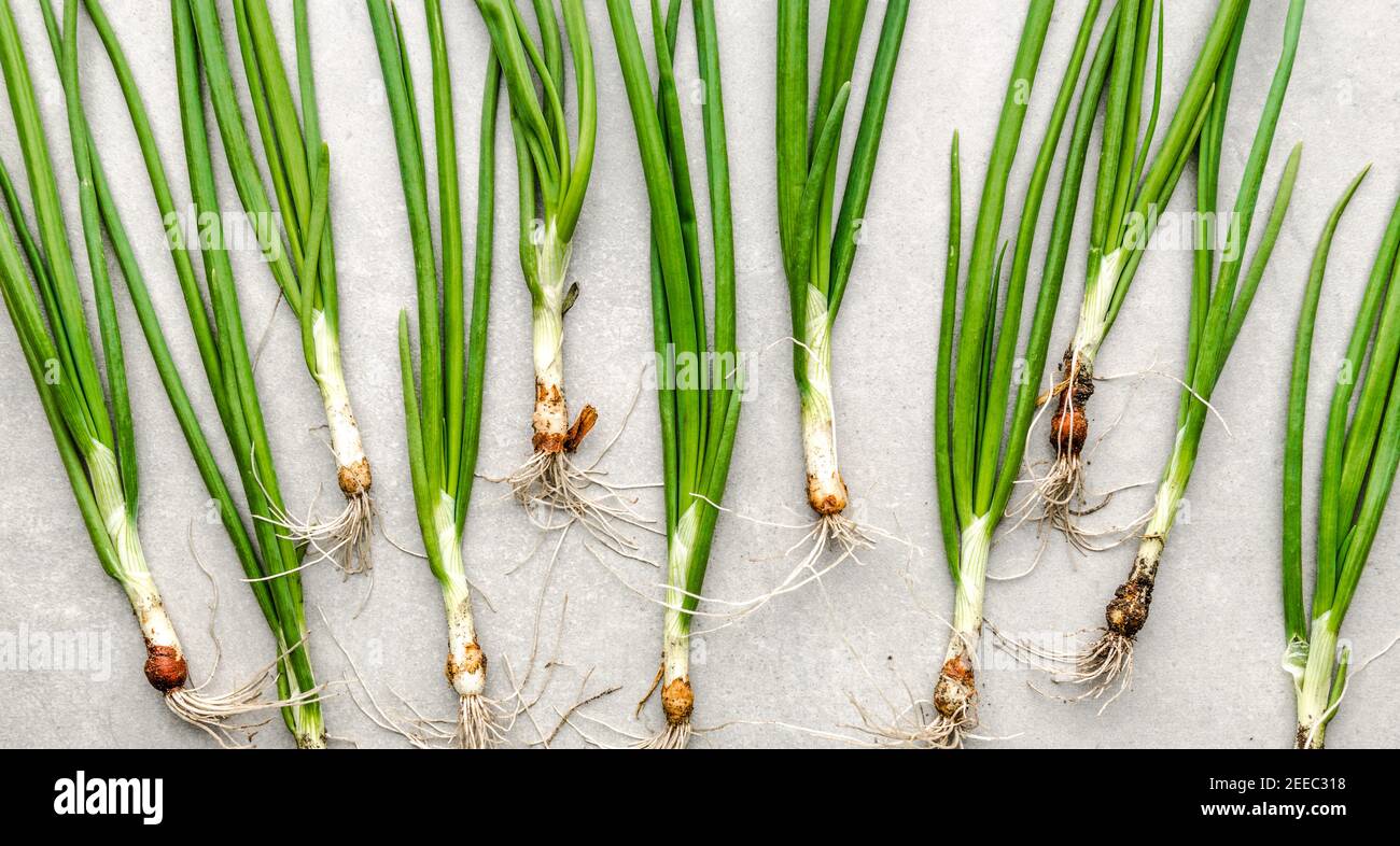 Fresh green onion, freshly harvested vegetables, organic farm fresh ...