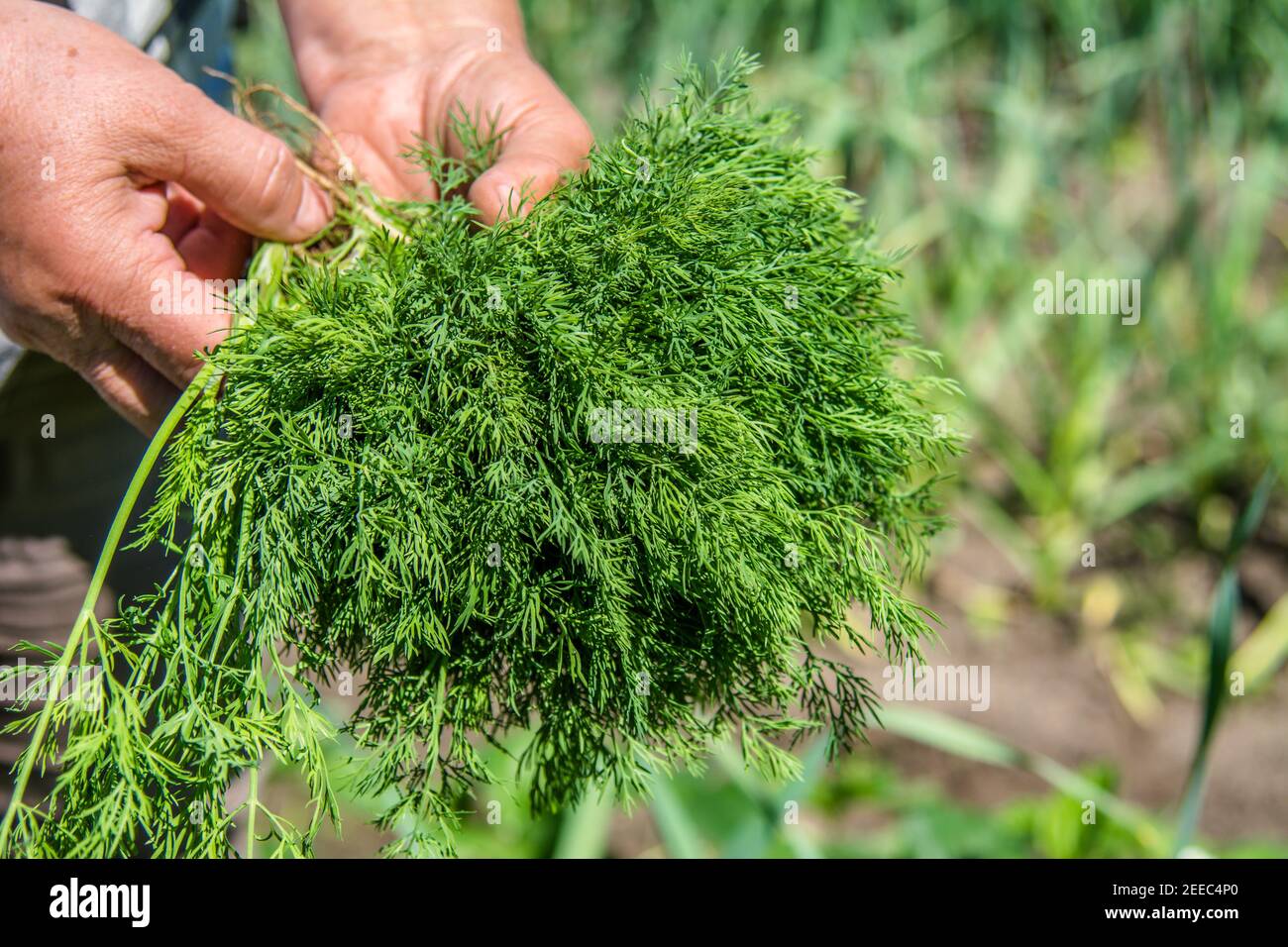 Freshly harvested dill. Farmer harvesting green dill. Fresh farm ...