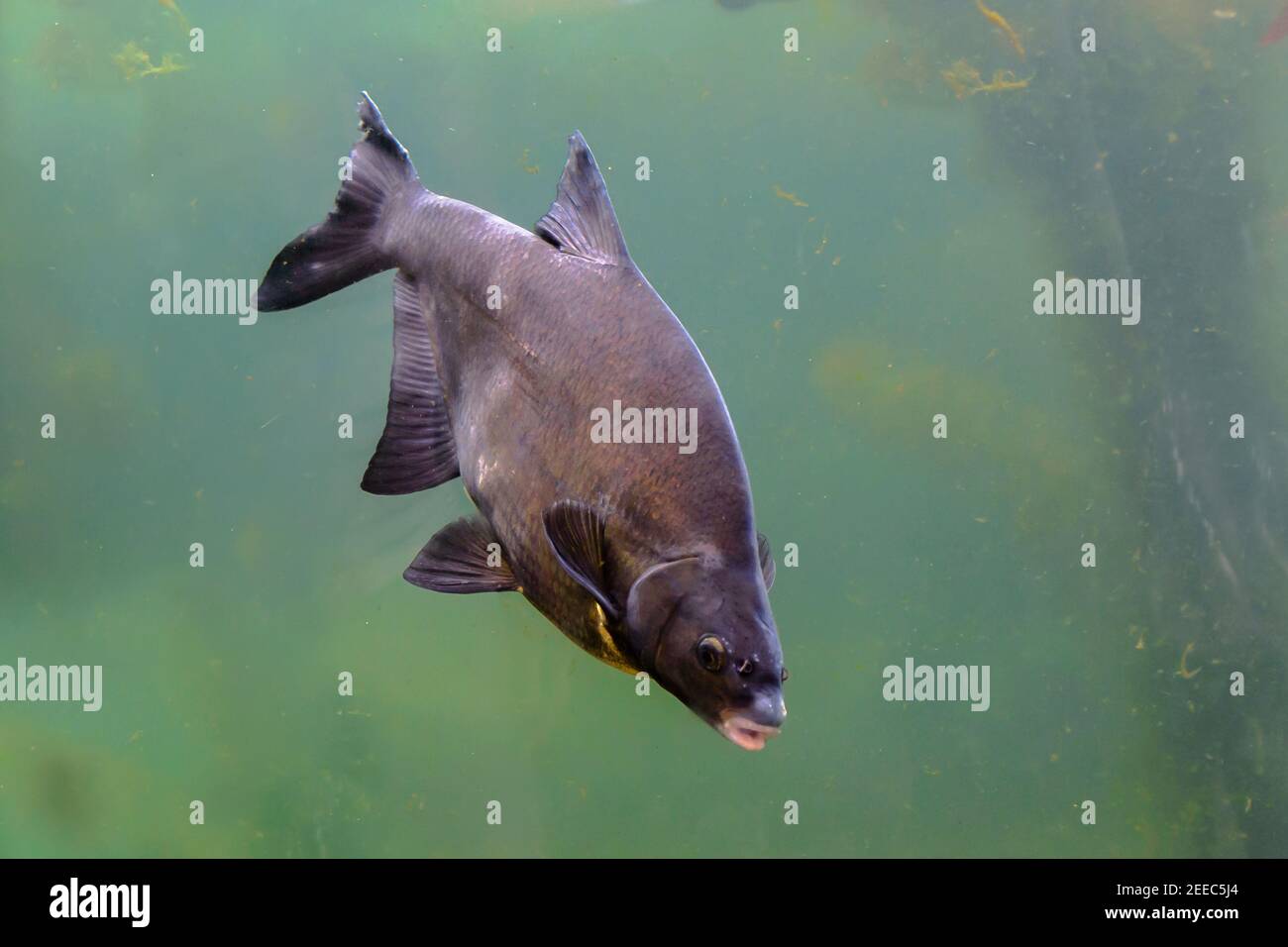 Common carp fish in freshwater pond, underwater shot of cyprinus carpio ...