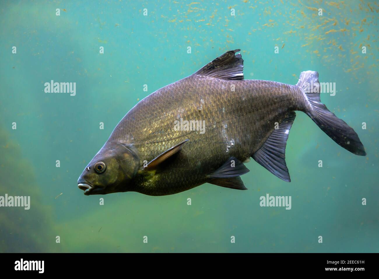 Common carp fish in freshwater pond, underwater shot of cyprinus carpio ...