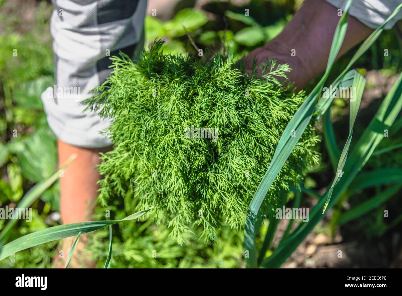 Freshly harvested dill. Farmer harvesting green dill. Fresh farm ...