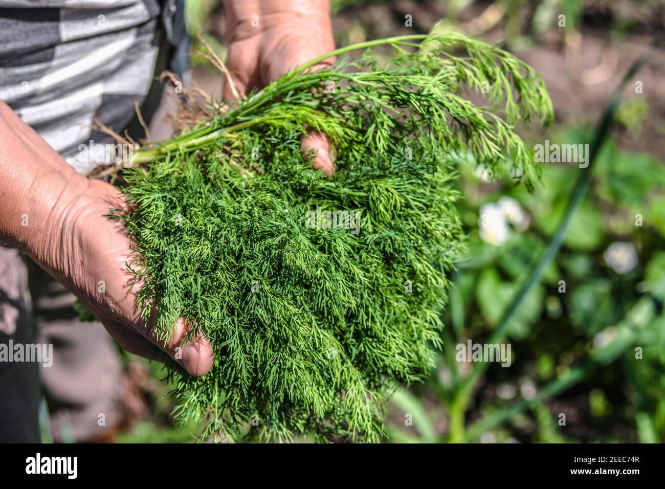 Farmer with freshly harvested dill in hands. Fresh farm vegetables ...