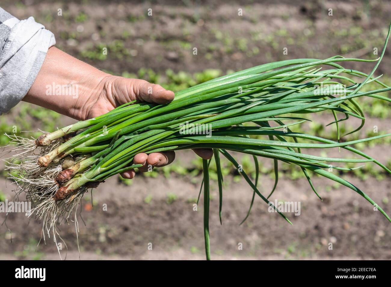 Fresh green onion, harvested freshly organic vegetables in the farmer ...