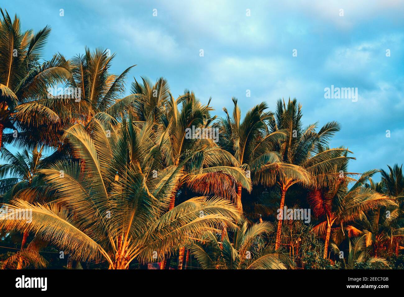 Coco palm trees and cloudy sky in sunset light. Tropical landscape ...