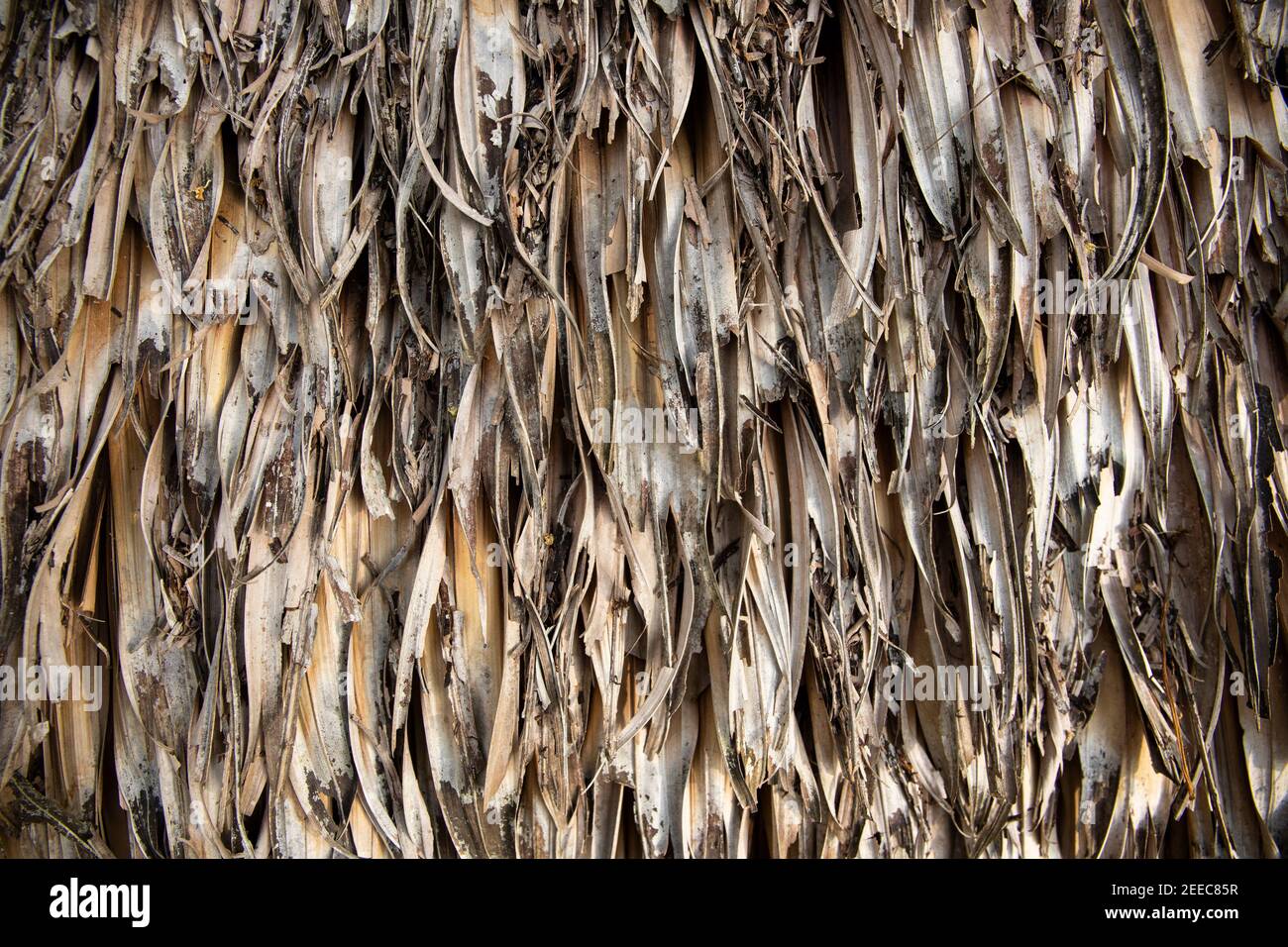 Dry palm leaf surface closeup. Thatched roof photo texture. Natural ...