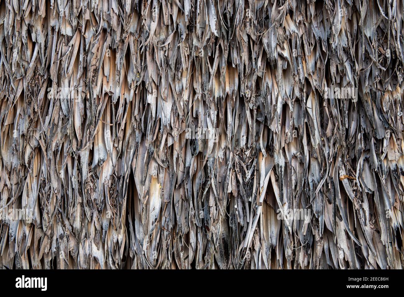 Dry palm leaf surface closeup. Thatched roof photo texture. Natural ...