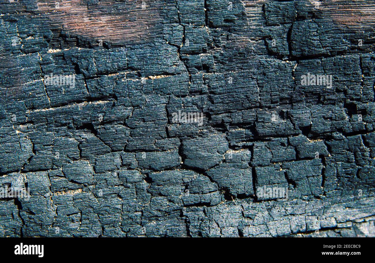 Scorched wood natural texture. Charcoal wooden surface photo. Timber ...