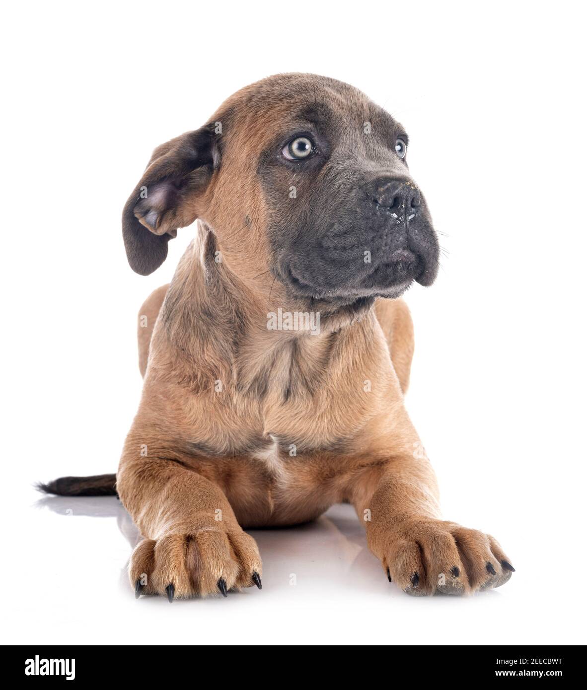 puppy italian mastiff in front of white background Stock Photo - Alamy