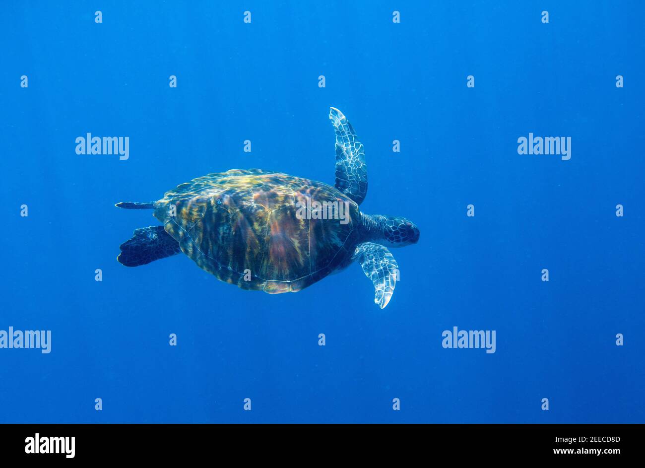 Green sea turtle in blue water photo. Wild sea turtle underwater ...