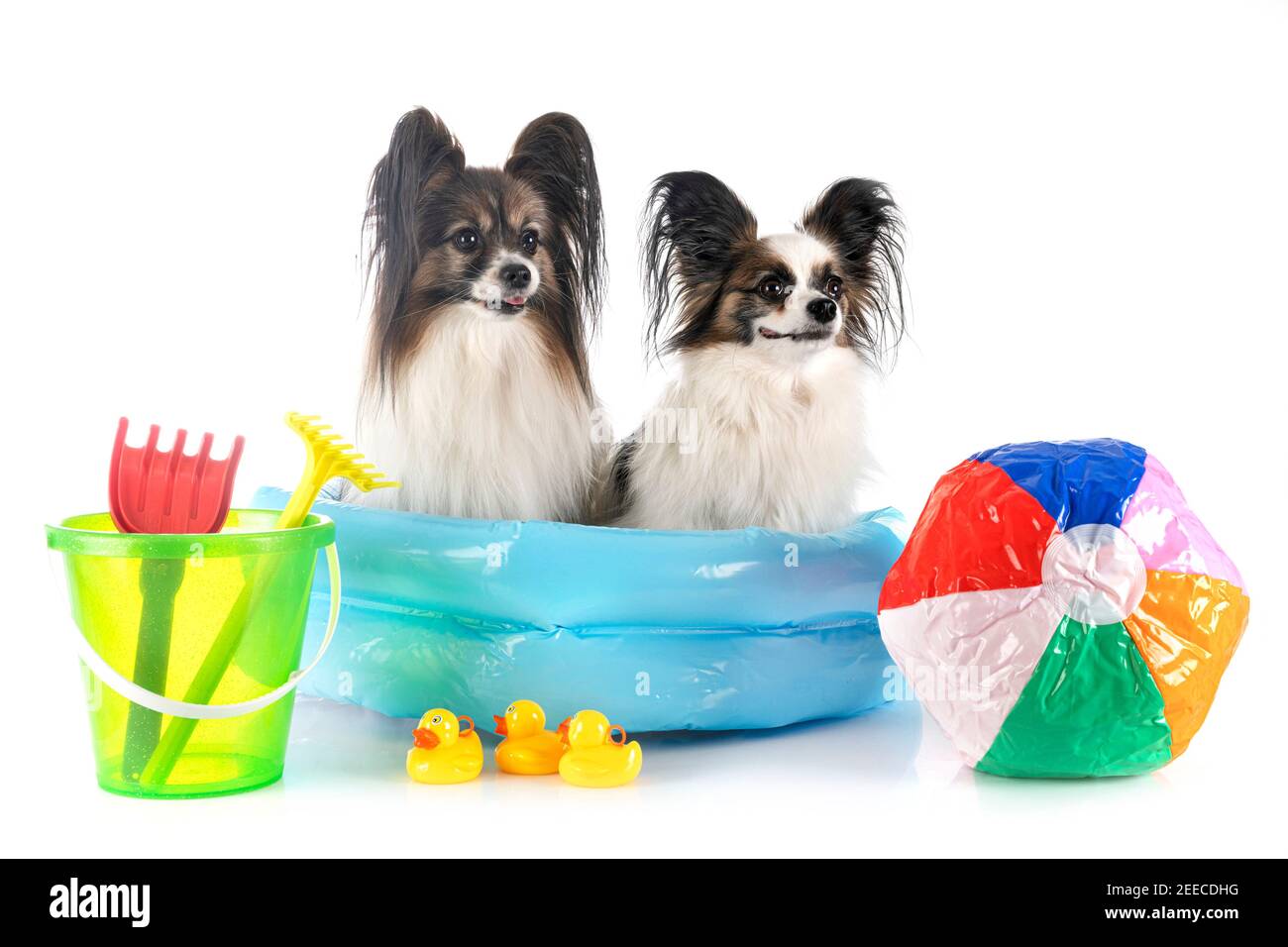 Swimming pool in front Cut Out Stock Images & Pictures - Alamy