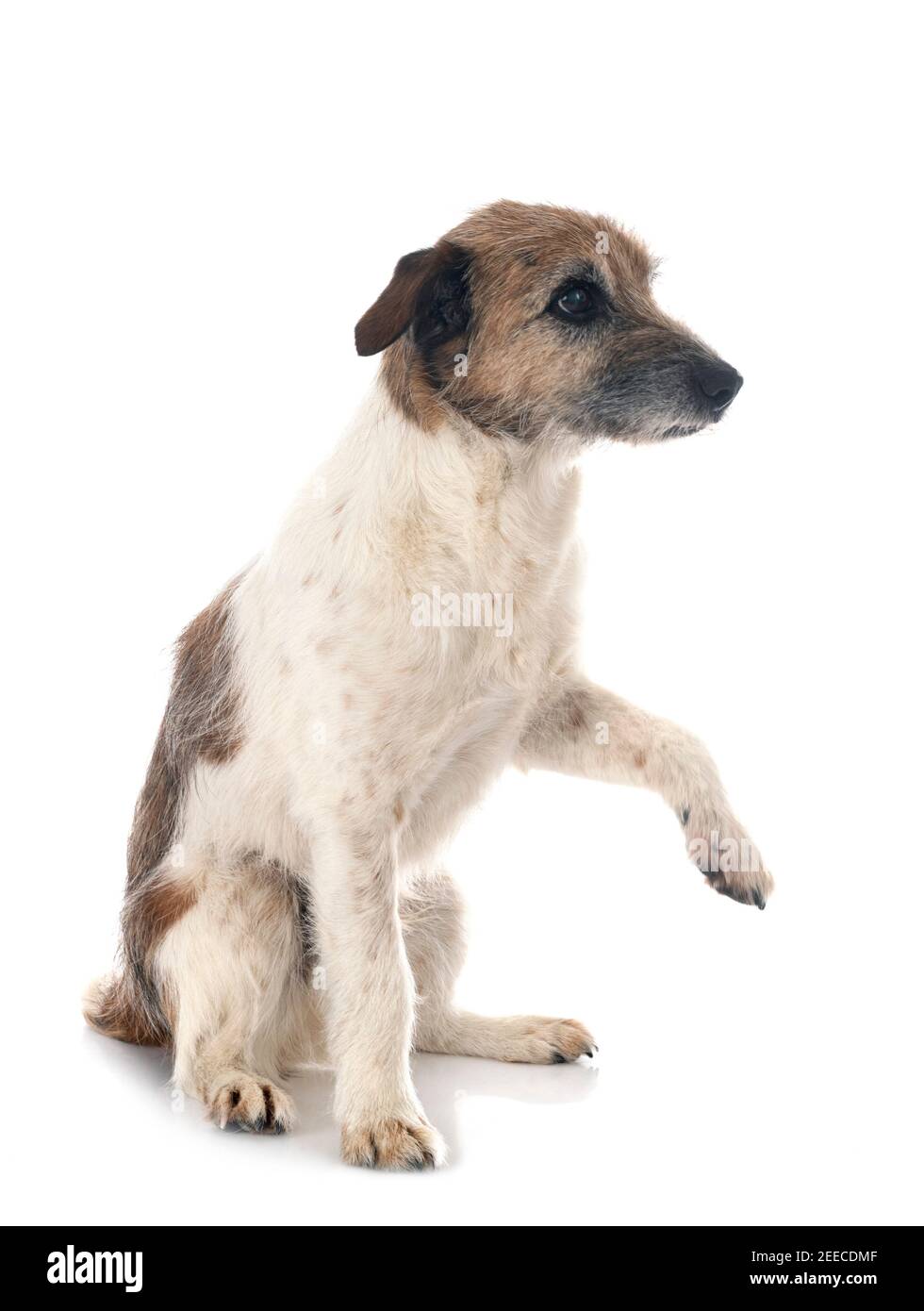 old jack russel terrier in front of white background Stock Photo - Alamy