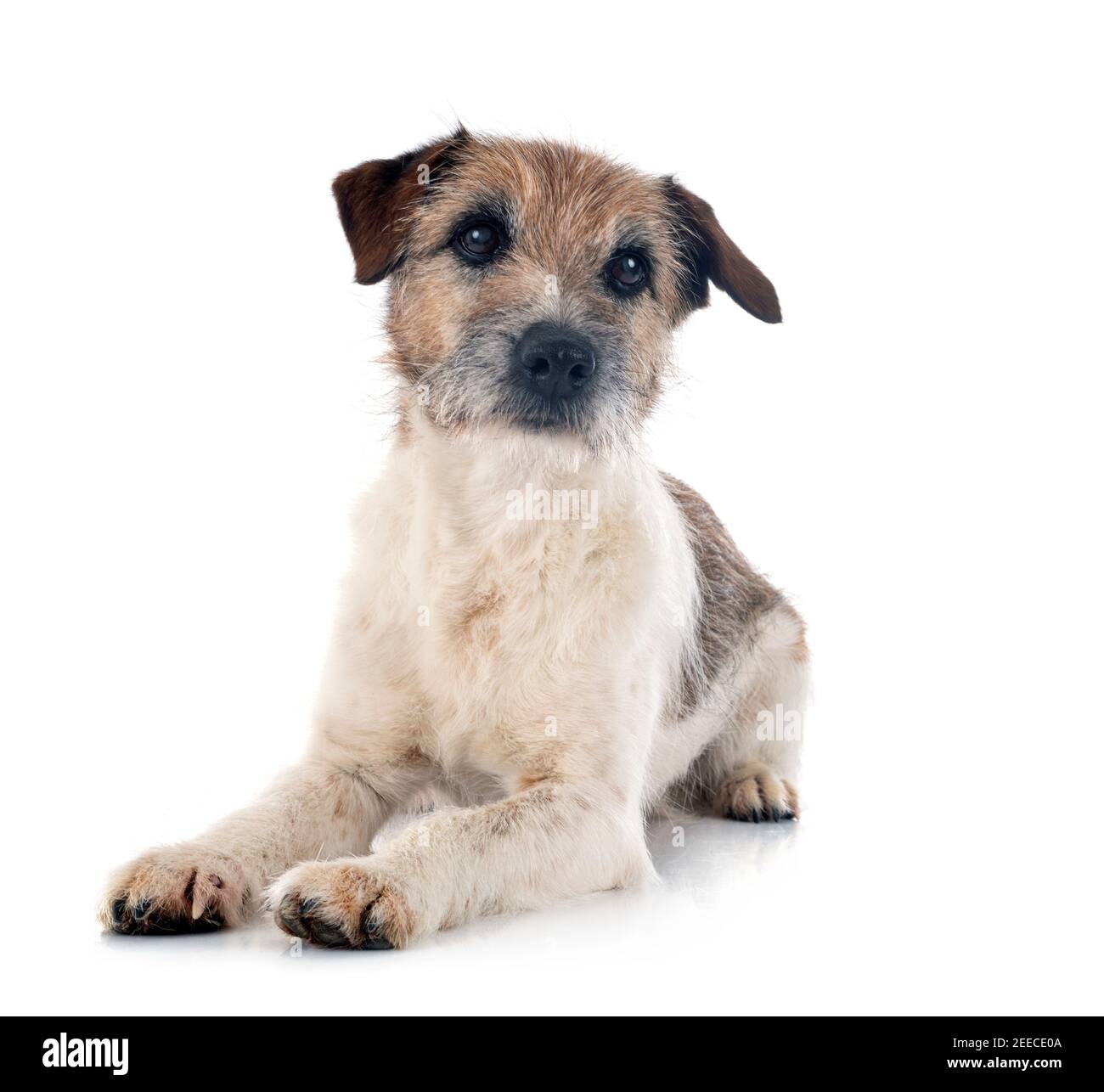 old jack russel terrier in front of white background Stock Photo - Alamy