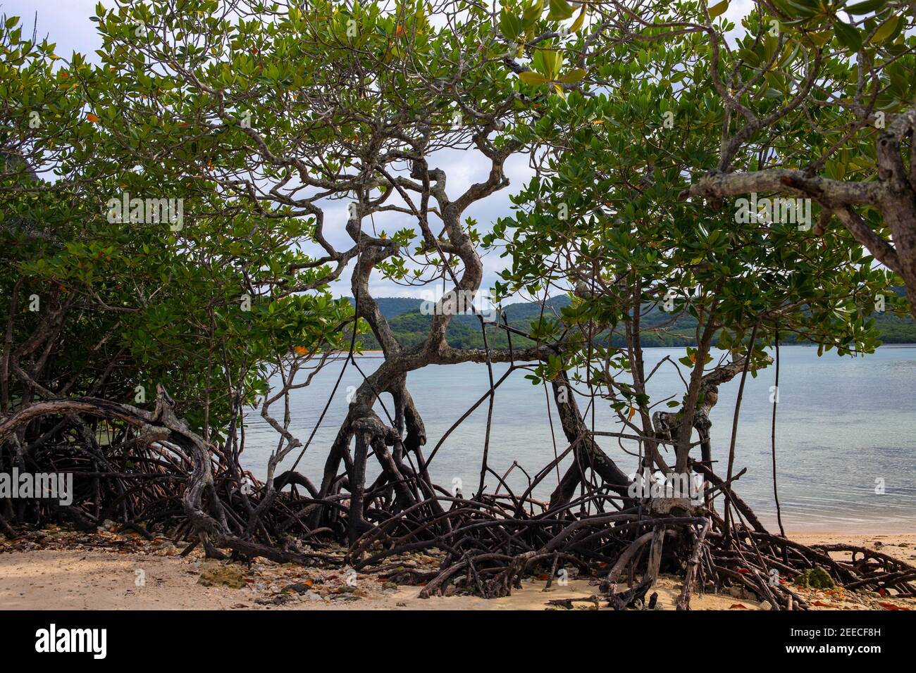 Mangrove trees on yellow sand beach by still sea. Tropical island coast ...