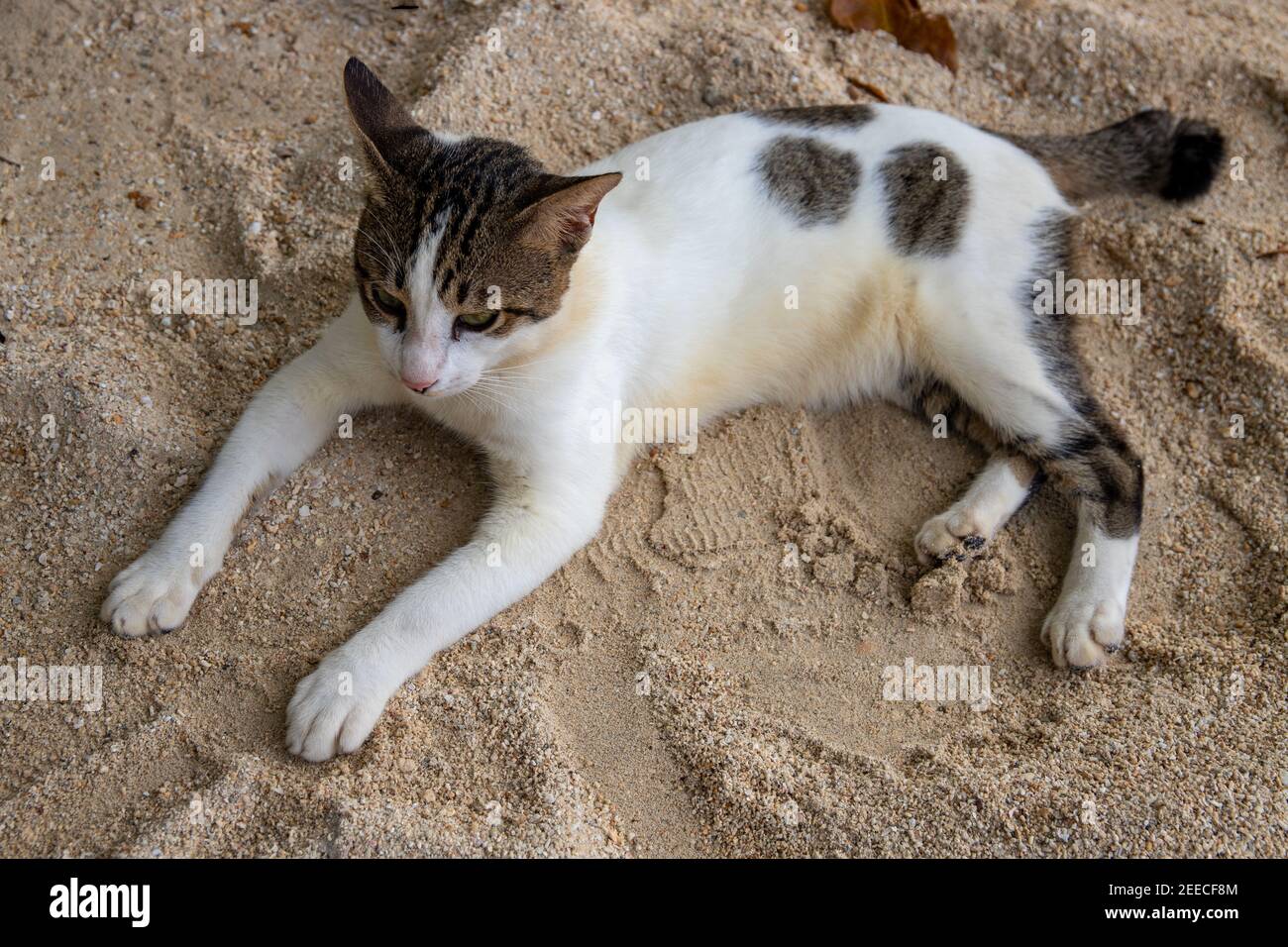 White and black cat on yellow sand beach. Summer travel with pet ...