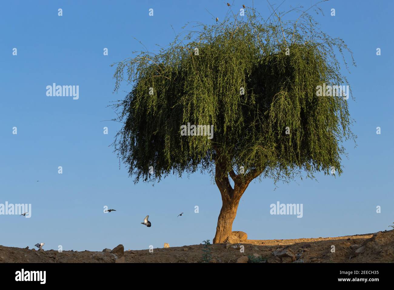 Desert tree near Gadisar Lake, Jaisalmer, Rajasthan, India Stock Photo ...