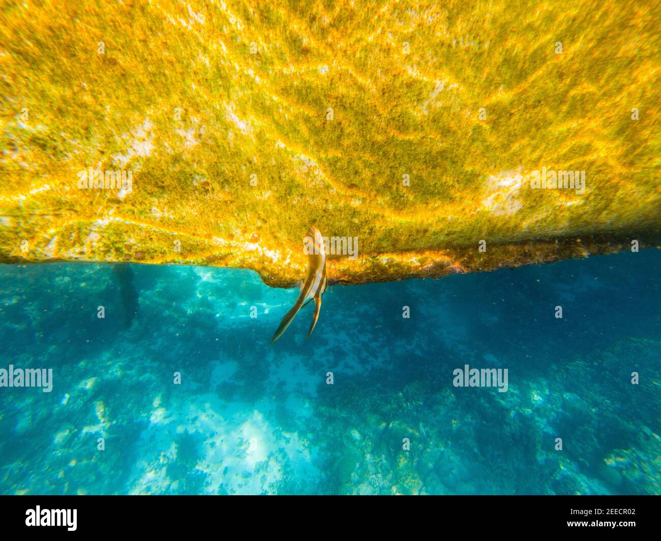 Platax fish in sun beam near boat, underwater photo. Tropical fish in ...