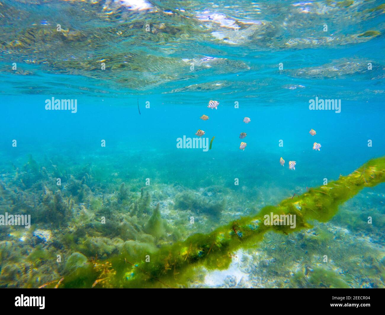 Yellow dascillus fish fingerling near coral reef, underwater photo ...