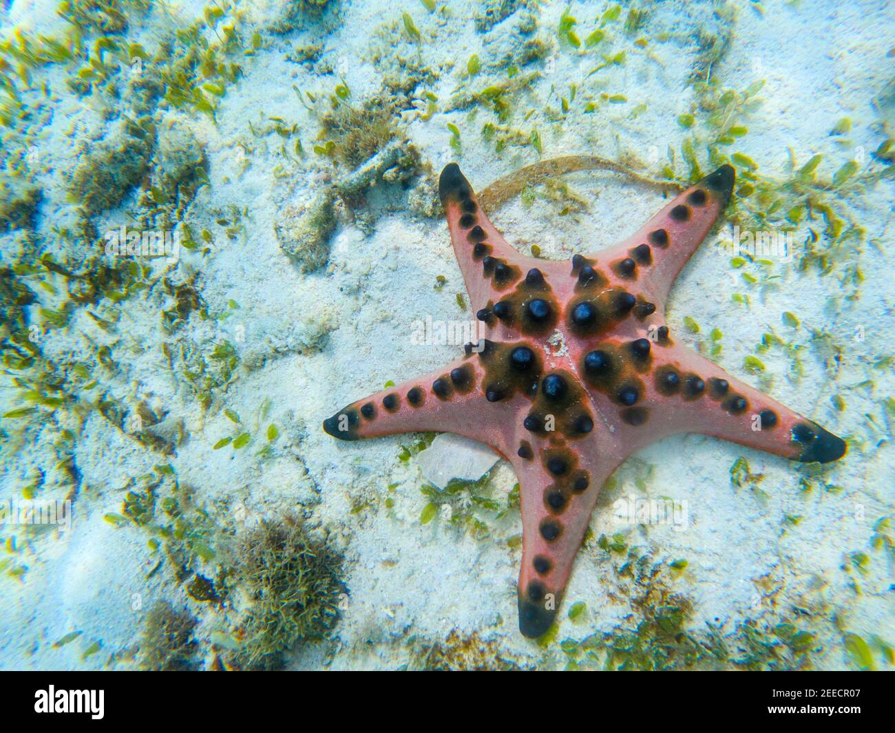 Orange starfish closeup on sandy sea bottom. Underwater photo of star ...