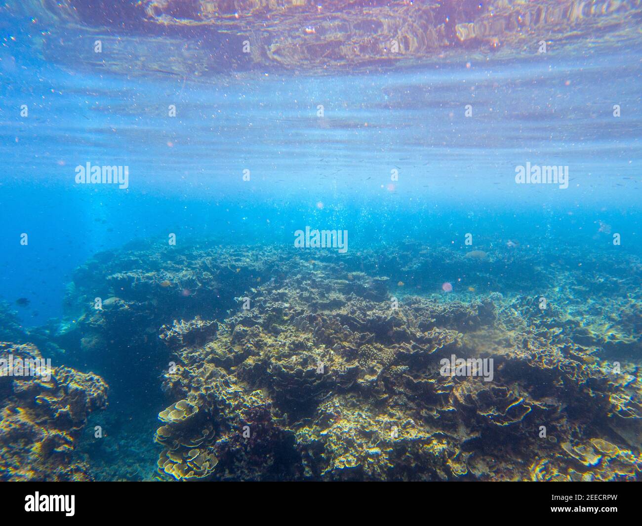Underwater landscape with tropical fish and coral reef. Coral relief in ...
