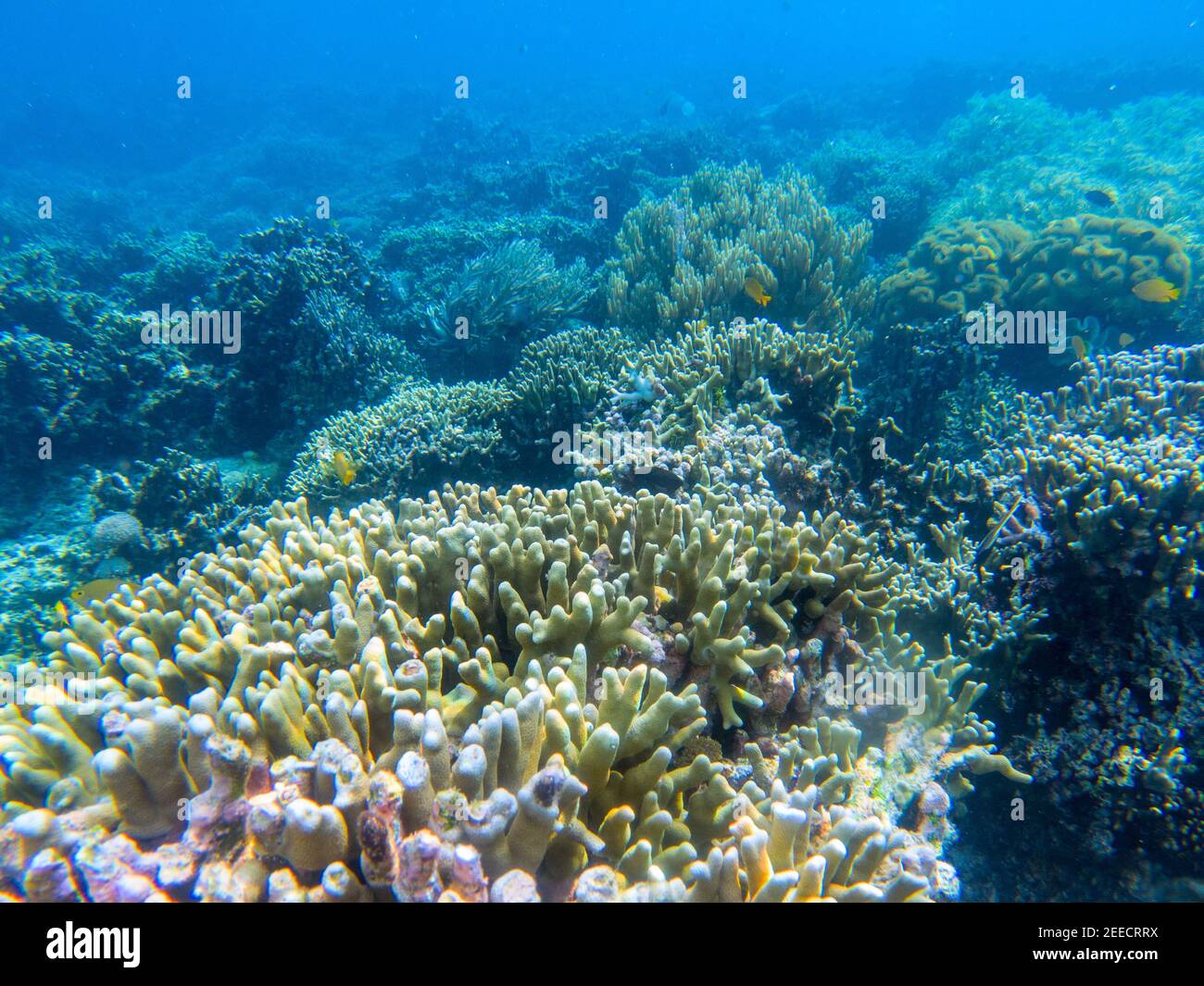 Underwater landscape with tropical fish and coral reef. Coral texture ...