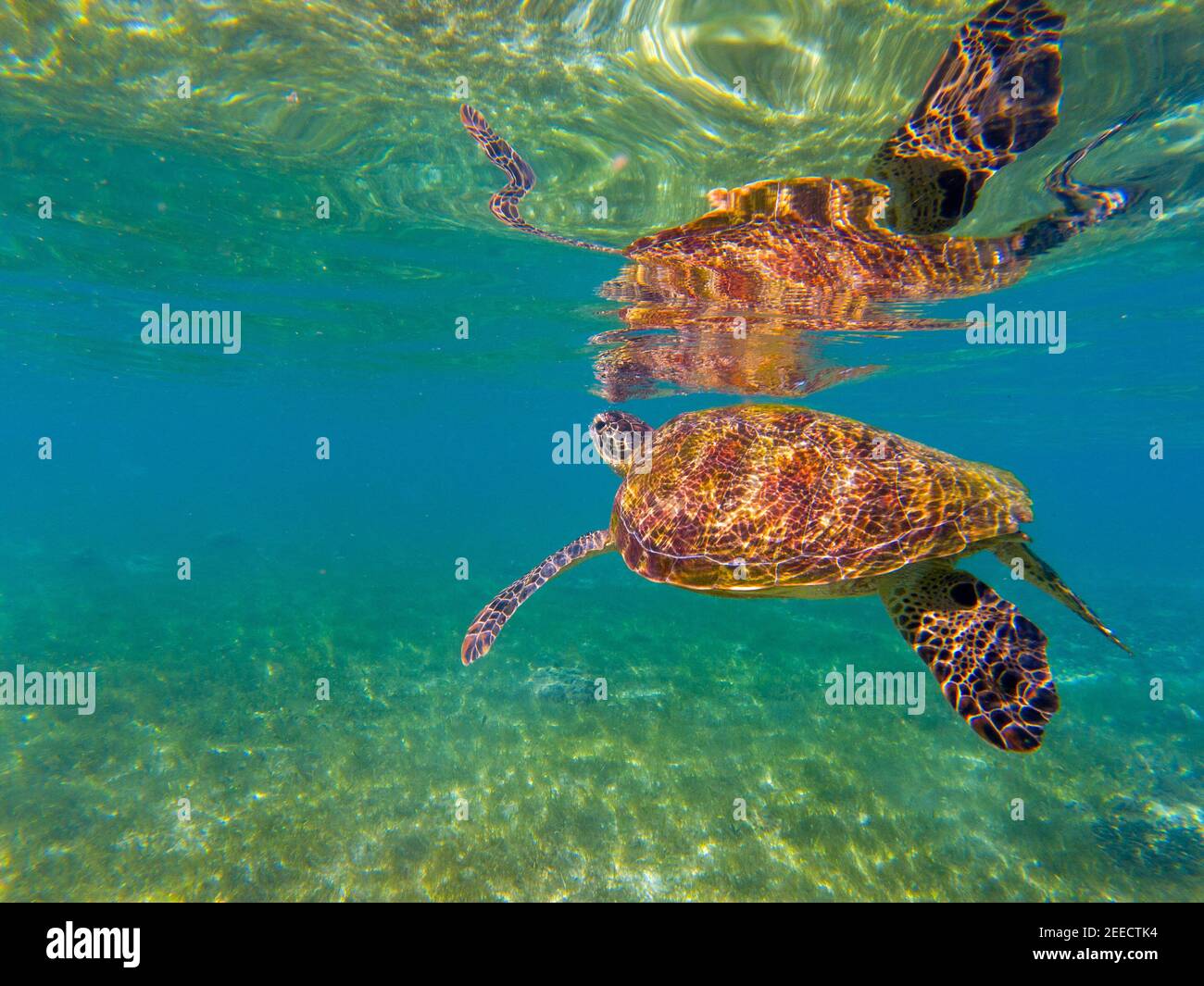 Sea tortoise by water surface. Green turtle underwater photo. Wild ...