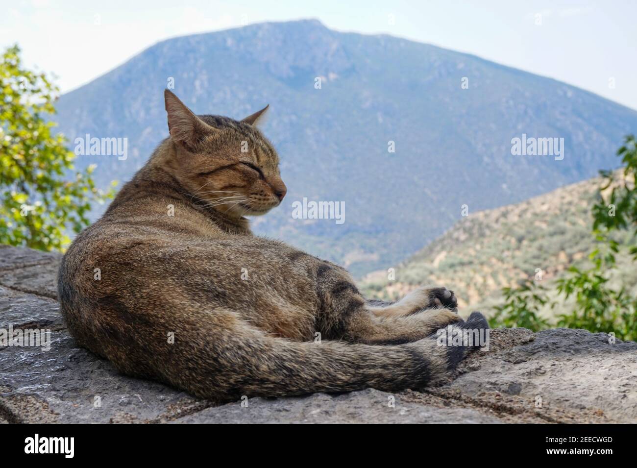 Content cat on a cliffside wall in Delphi Stock Photo - Alamy