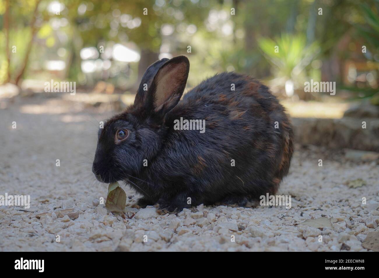 Black and brown rabbit on the island of Lokrum Stock Photo - Alamy