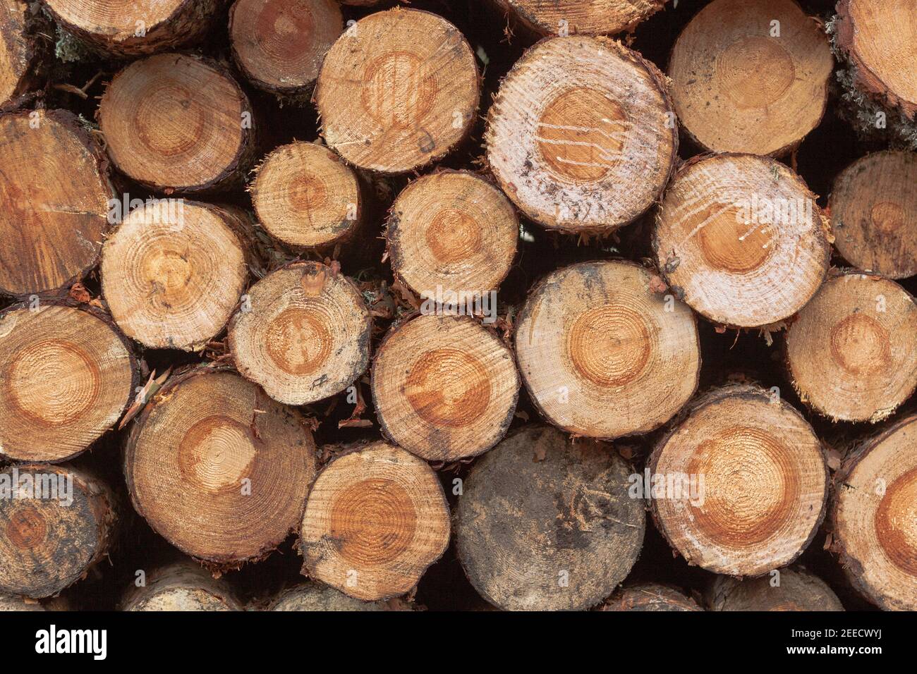 Timber for biomass hi-res stock photography and images - Alamy