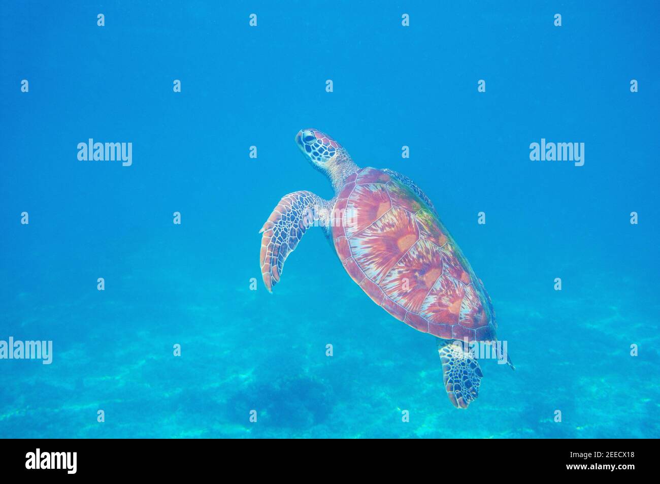 Green turtle in blue sea water. Sea turtle underwater photo. Wild ...