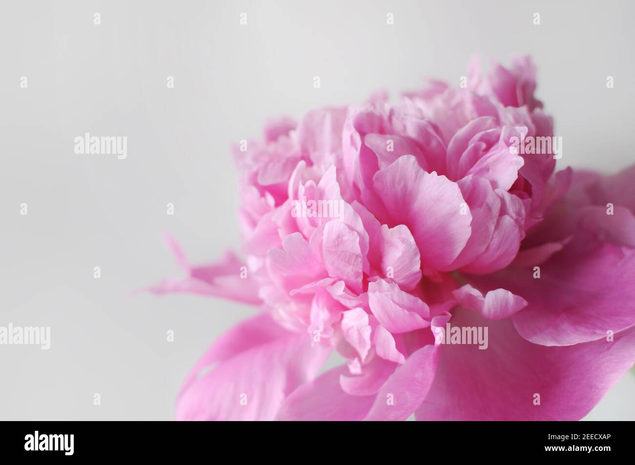 Blooming flower postcard with copyspace. Beautiful pink flourished ...