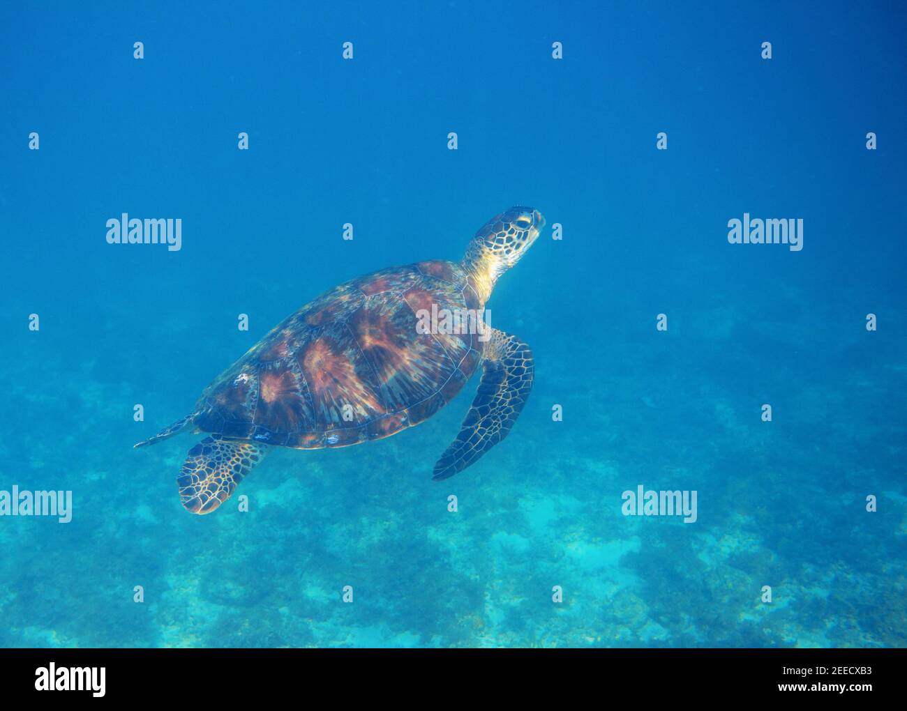 Sea turtle swim in seawater. Marine turtle underwater photo. Wild ...