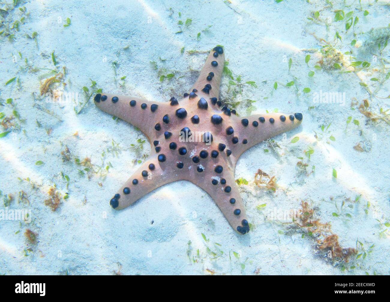 Orange starfish on white sea shore in sunlight. Underwater photo of ...