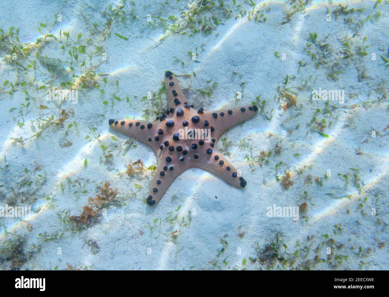 Orange starfish closeup on white sand. Underwater photo of star fish in ...