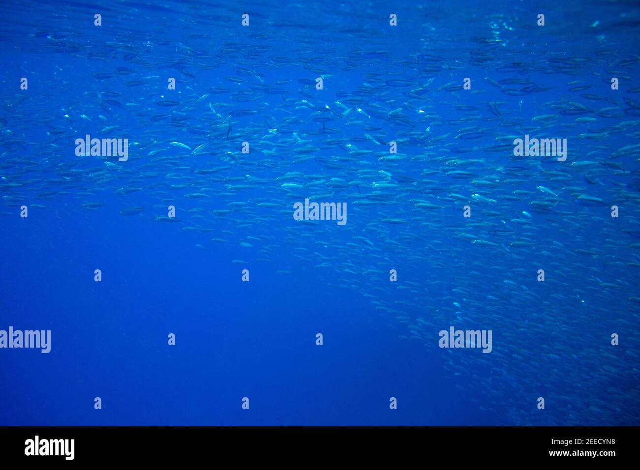 Small sardine school in blue ocean. Seafish underwater photo. Pelagic ...