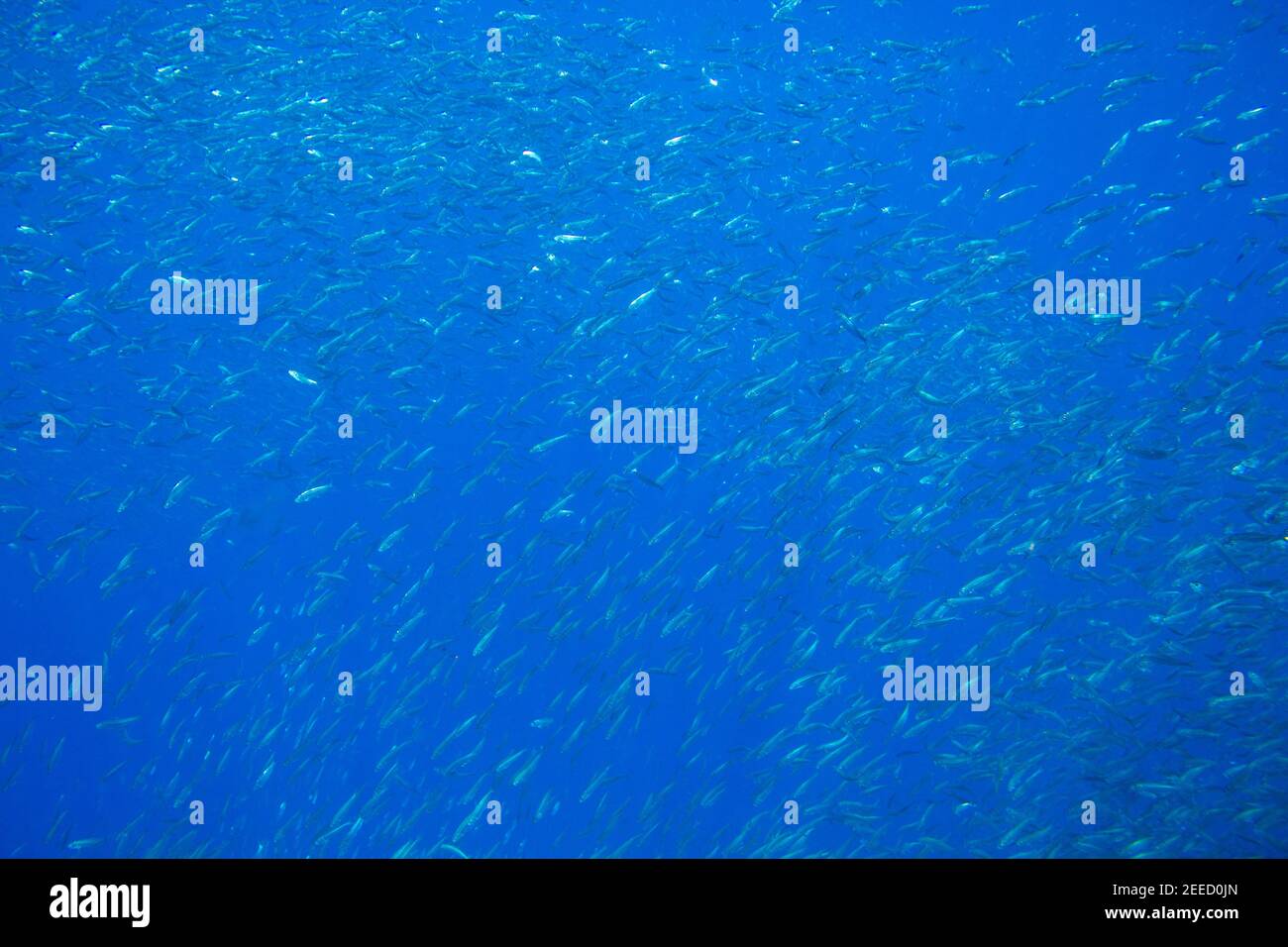 Many sardine fishes in blue water. Seafish underwater photo. Pelagic ...