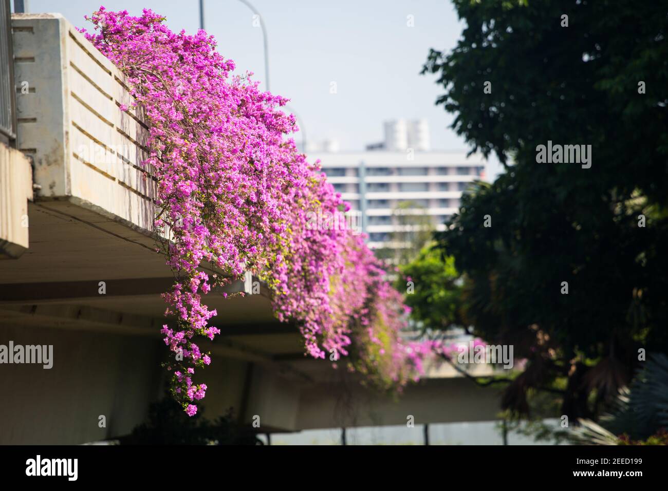 Pink colour bougainvillea planted on a road bridge for beautify purpose ...