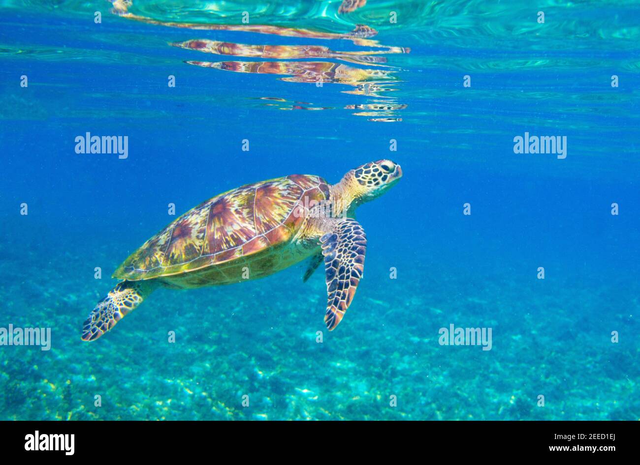 Sea turtle in sunlight. Tropical lagoon Green turtle underwater photo ...
