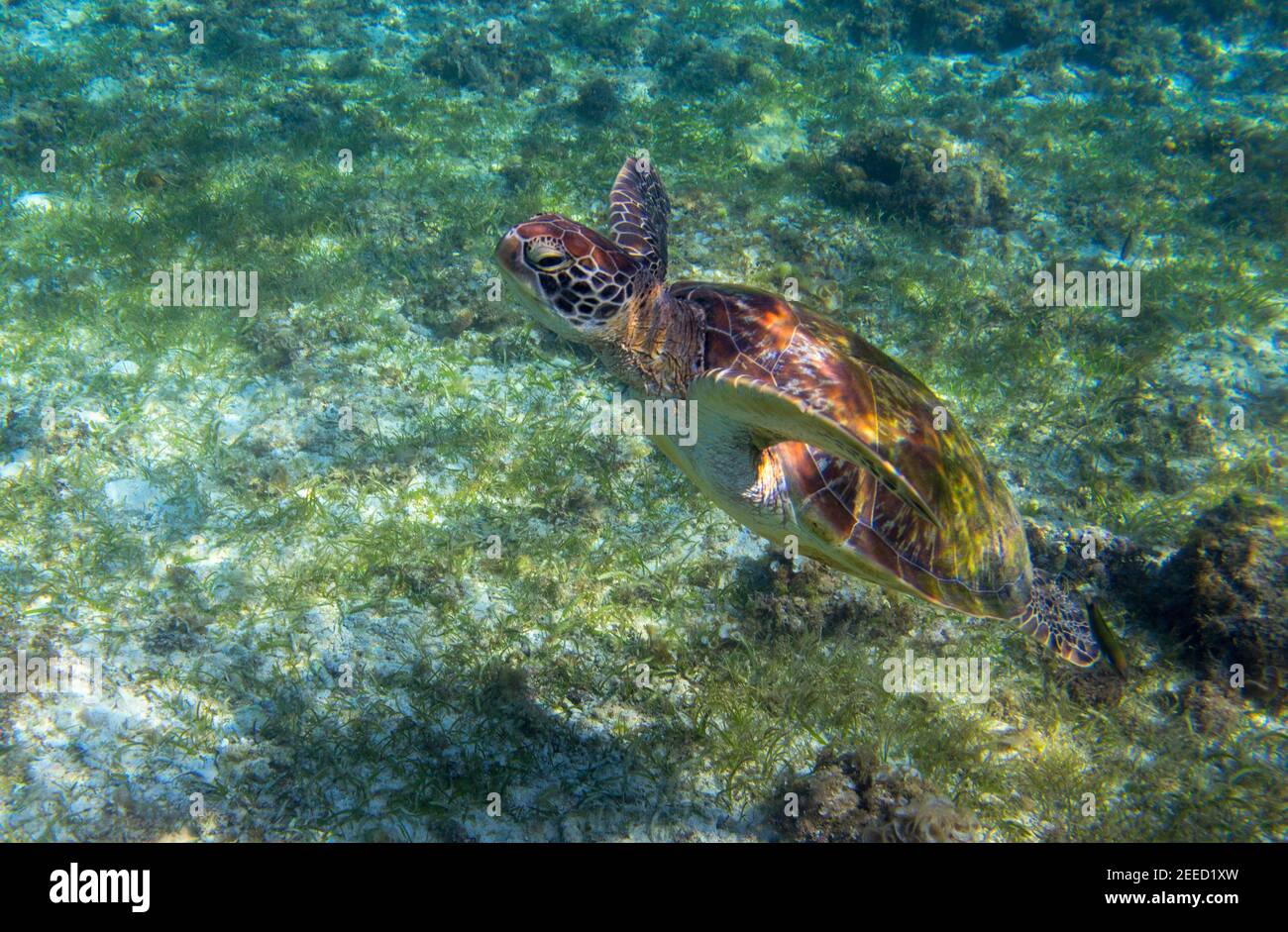 Sea turtle in seaweed of tropical lagoon. Green turtle swim underwater ...