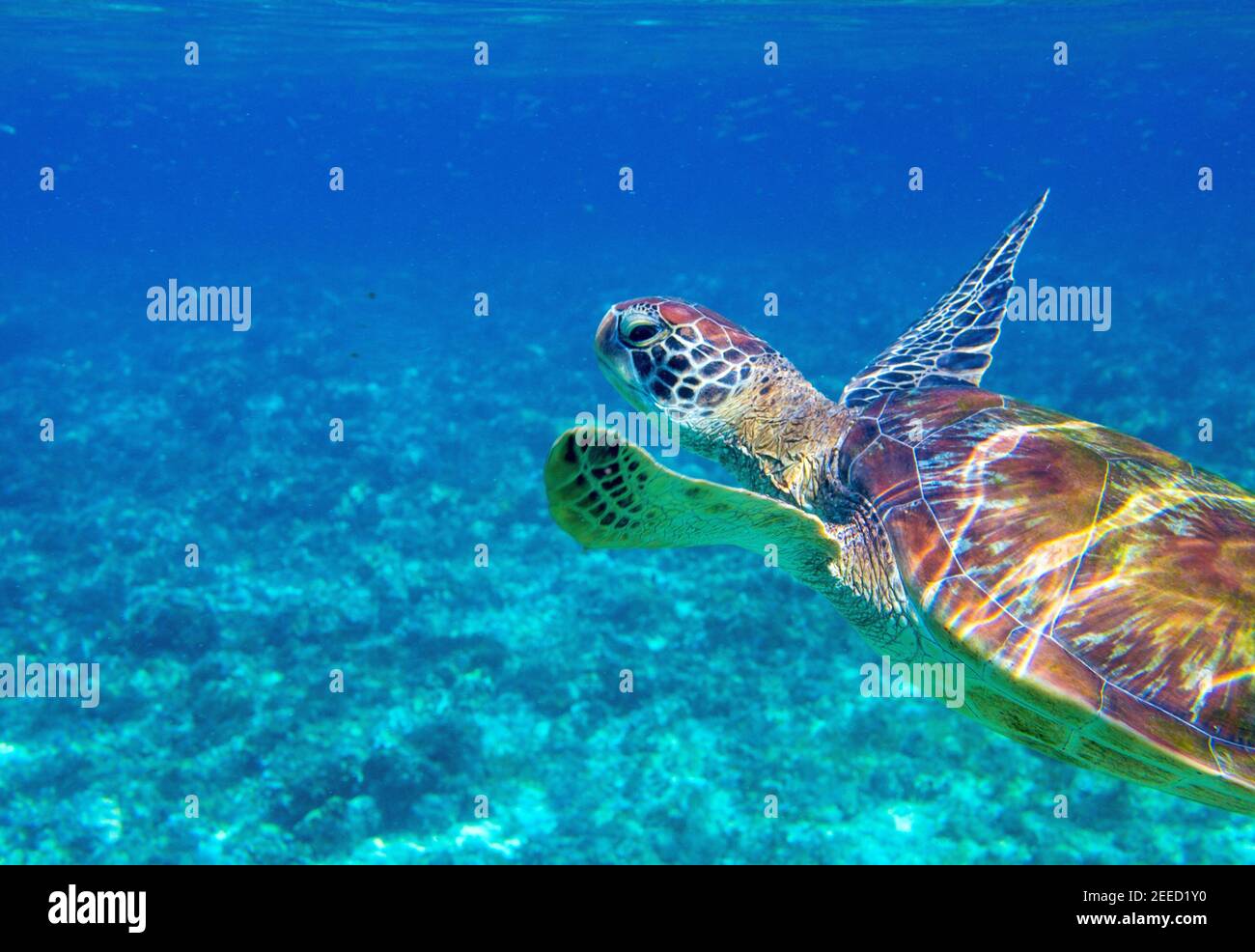 Sea turtle in blue water closeup. Green turtle underwater photo. Wild ...