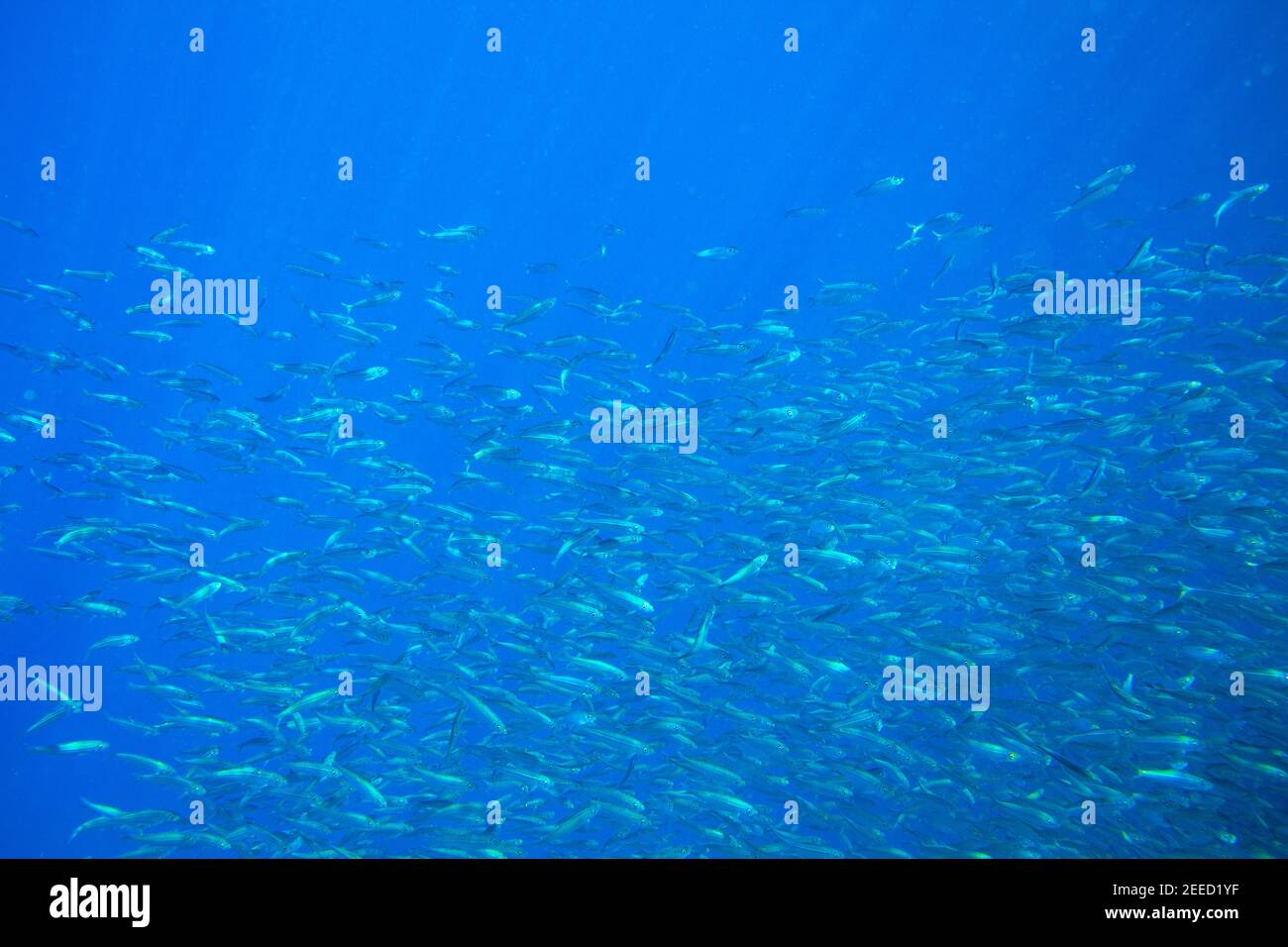 Sardine fishes in blue seawater. Seafish underwater photo. Pelagic fish ...
