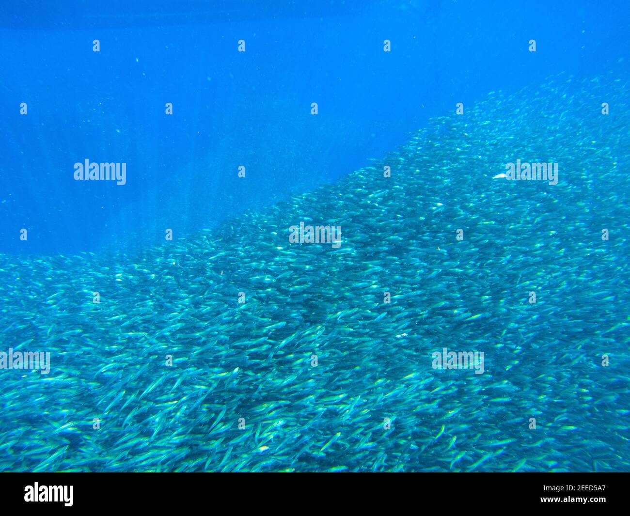 Huge fish school in blue ocean water. Tropical sea fish underwater ...