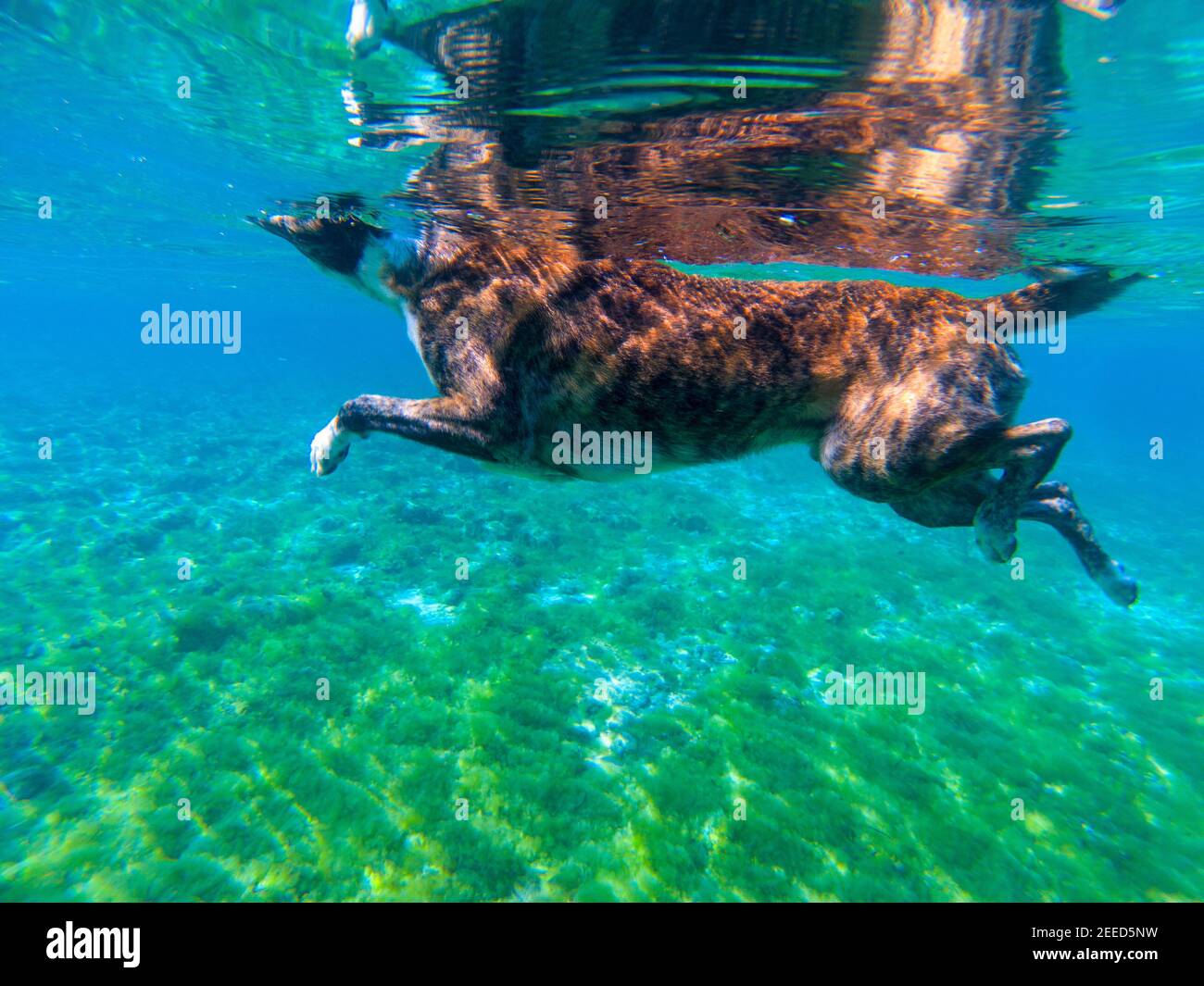 Dog swim in blue sea water, underwater photo. Dog bathing in tropical ...