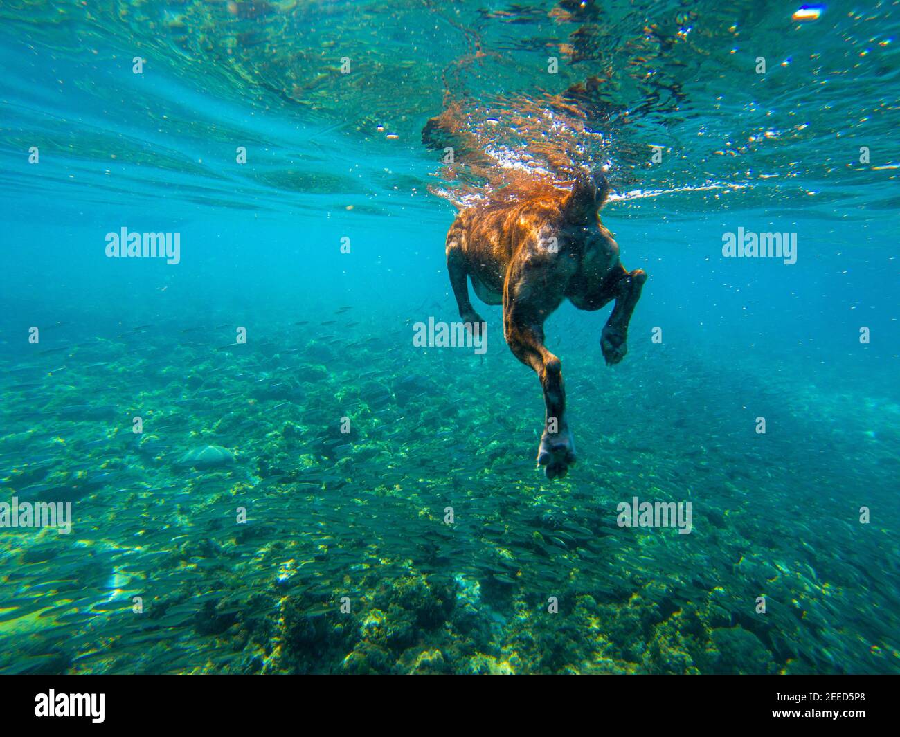 Swimming dog in blue sea water, underwater photo. Dog swim in tropical ...